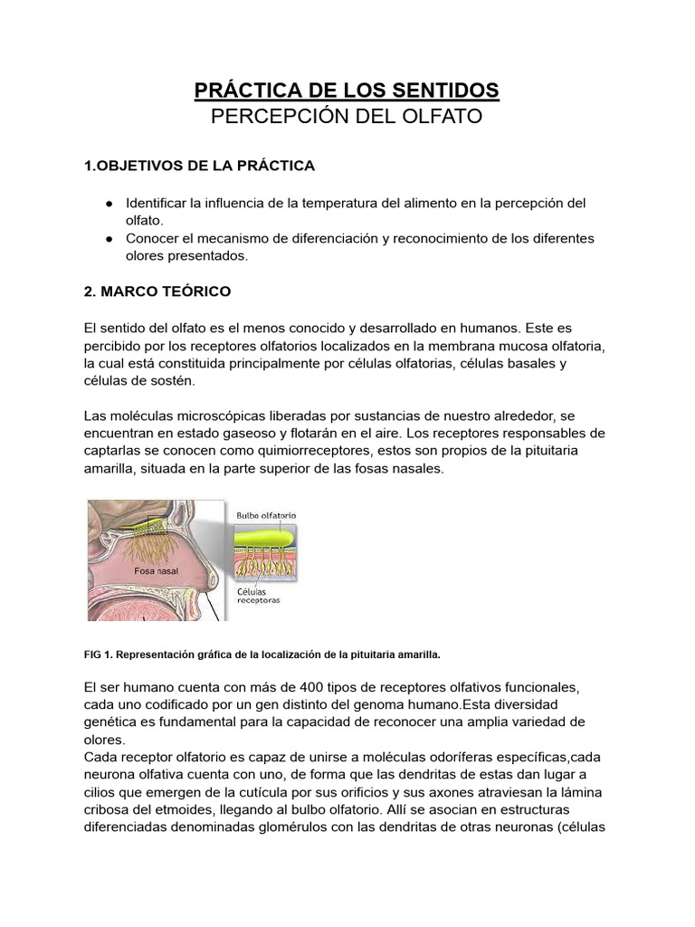 Práctica: Percepción del Olfato | PDF | Biología | Neurociencia