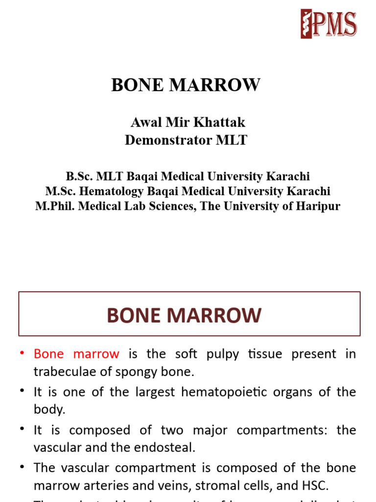 Lecture-2 Bone marrow structure and functions | PDF | Bone Marrow | Bone