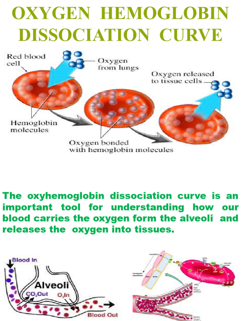 Oxygen-Hb Dissociation Curve - Dr. Samarah | PDF | Hemoglobin | Physiology