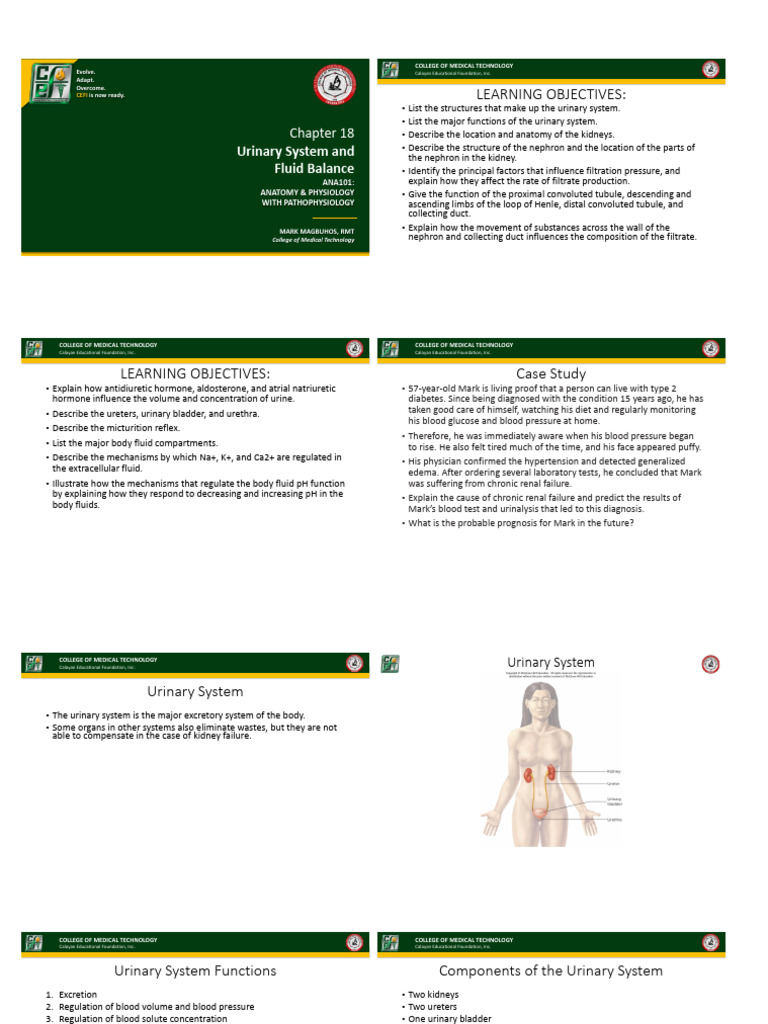 Chapter 18 Urinary System and Fluid Balance | PDF | Kidney | Urinary System