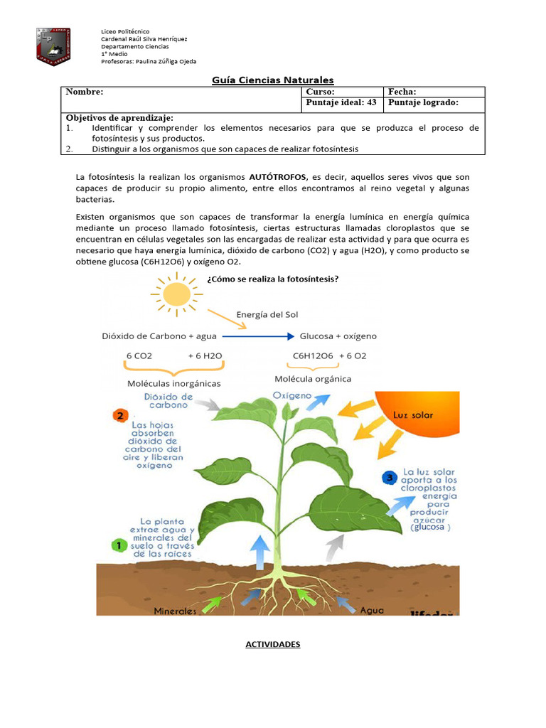 Guía sobre Fotosíntesis para 1° Medio | PDF | Fotosíntesis | Plantas