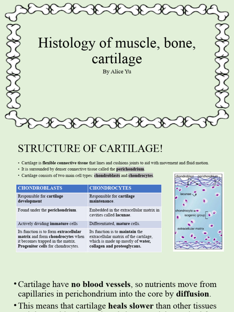 Histology of Muscle, Bone and Cartilage | PDF | Bone | Cartilage