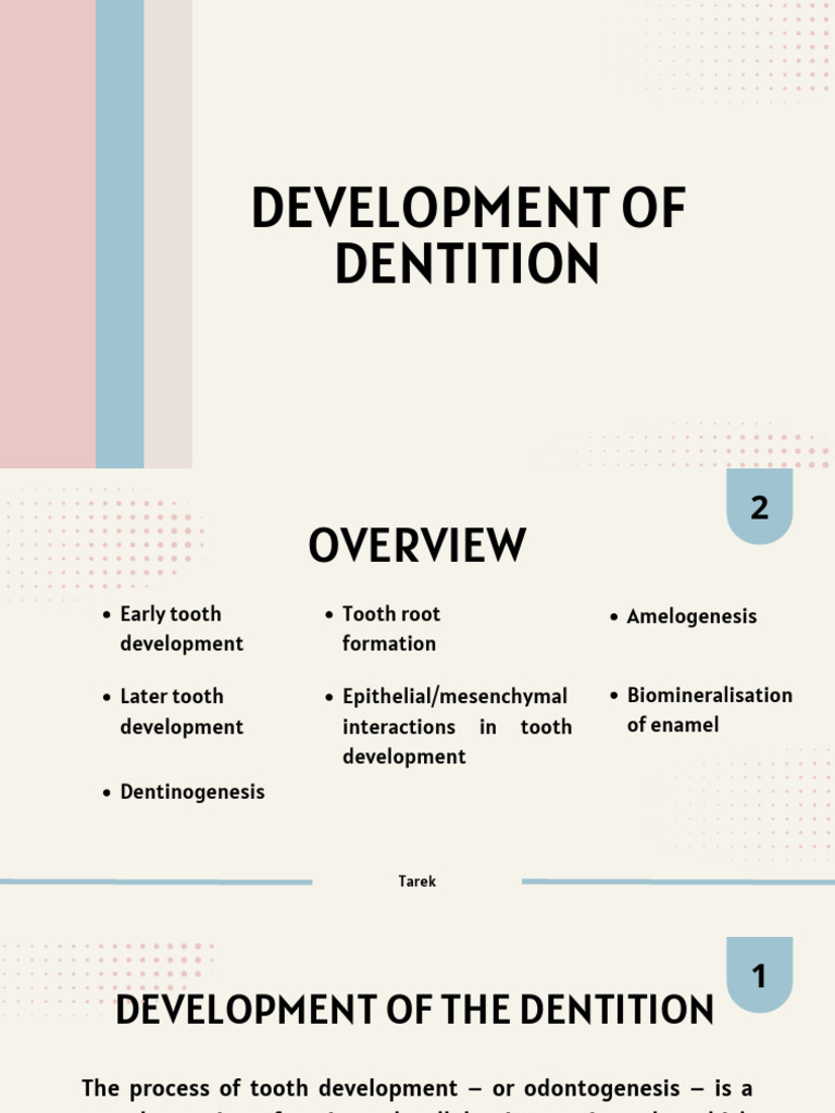Development of Dentition | PDF | Human Tooth | Dentin