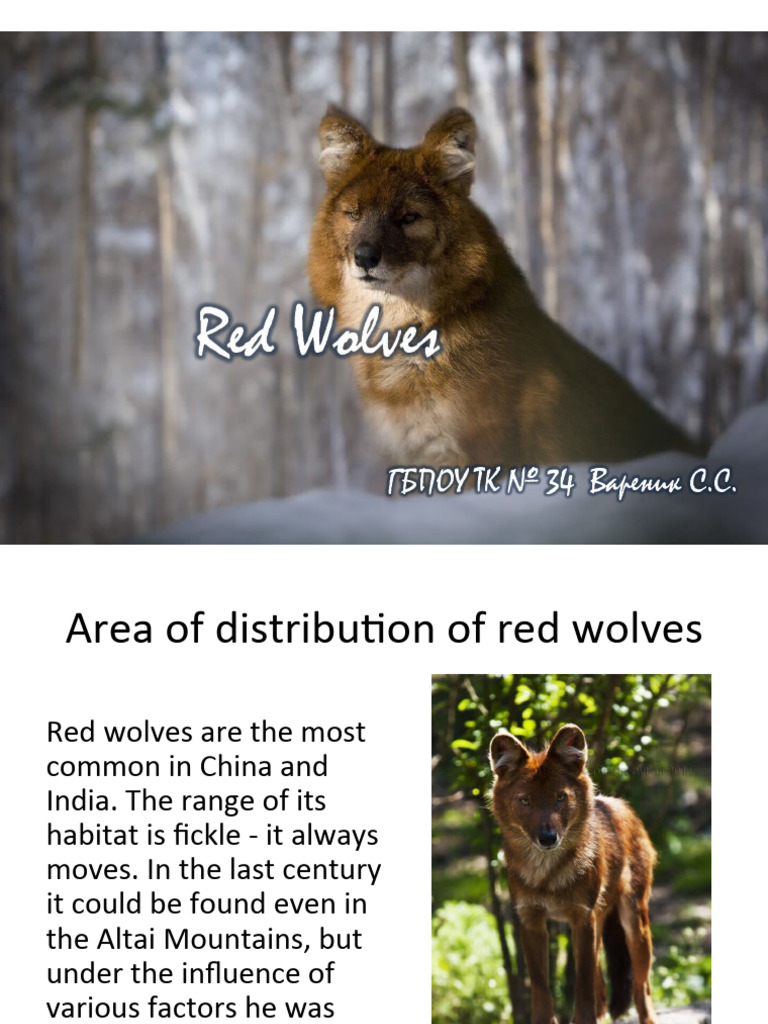 Презентация к на Английском языке - Red wolves | PDF | Zoology