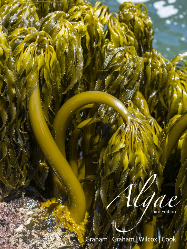 Algae Graham | PDF | Meiosis | Algae