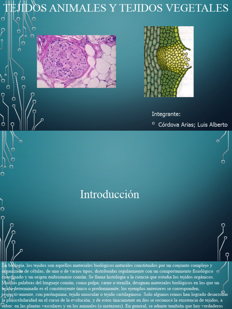 Tejidos Animales y Tejidos Vegetales - Basico Regular | PDF | Tejido (biología) | Plantas