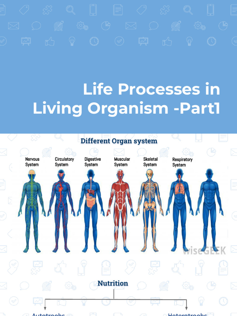 Life Processes in Living Organism | PDF | Meiosis | Mitosis