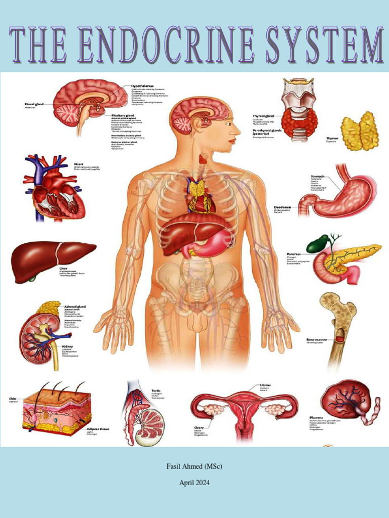 G12-Biology The Endocrine System | PDF | Endocrine System | Menstrual Cycle