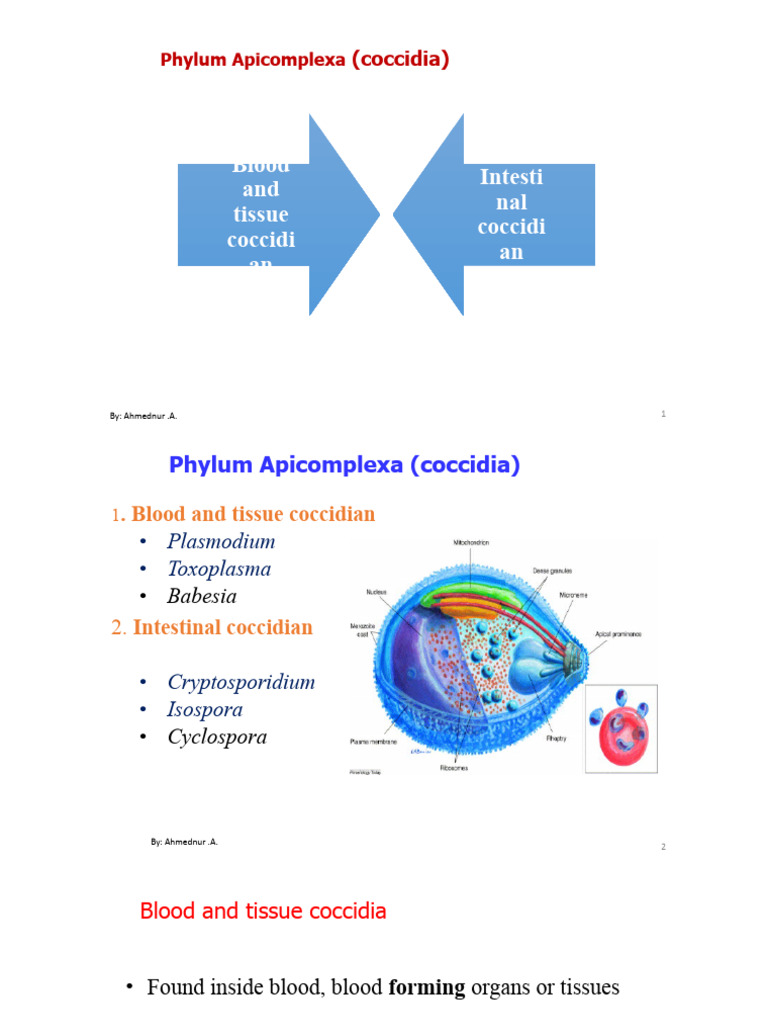 Coccida (Blood and Intestine) | PDF | Malaria | Plasmodium
