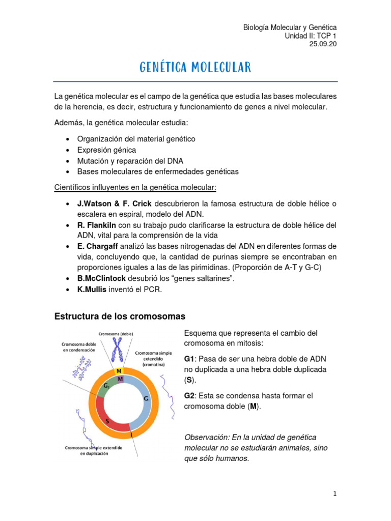 Genética Molecular: Cromosomas y Tinciones | PDF | Cromosoma | Adn