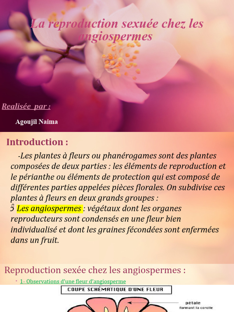 Reproduction sexuée des angiospermes | PDF