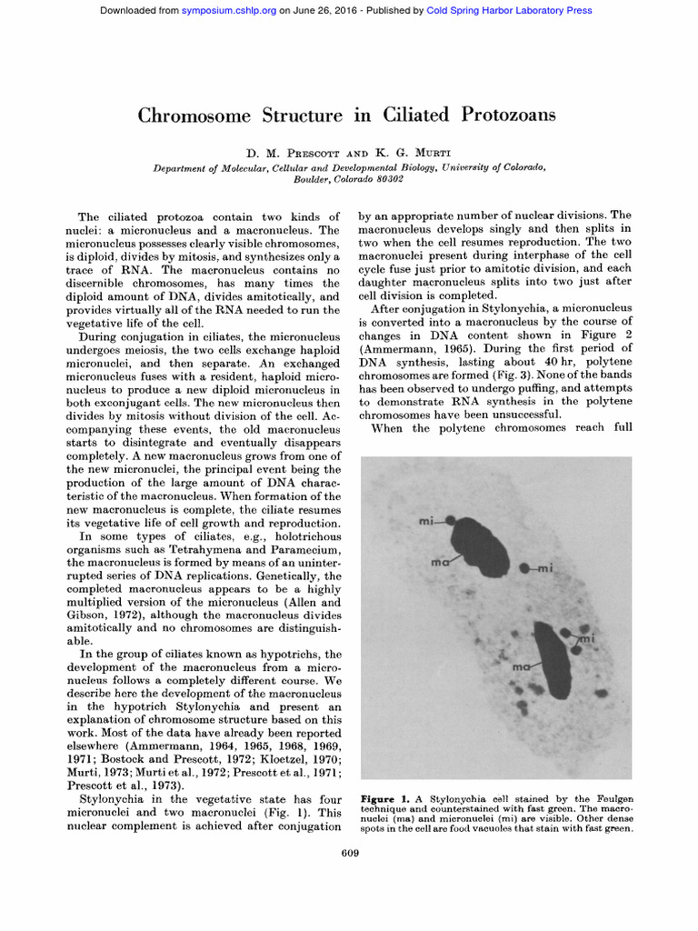 Polytene Chromosomes Pdf Dna Cell Biology