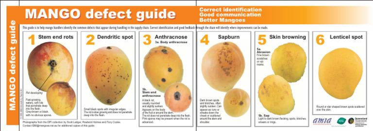 Mango Defect Guide | Download Free PDF | Mango | Fungus