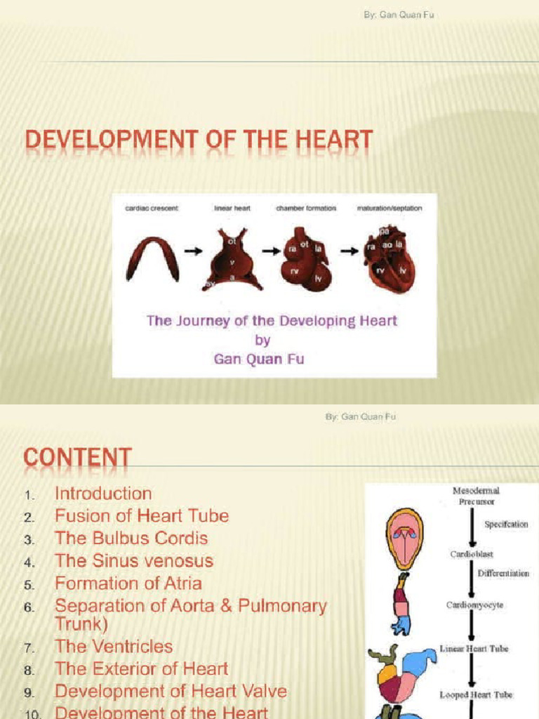Formation of Heart | PDF