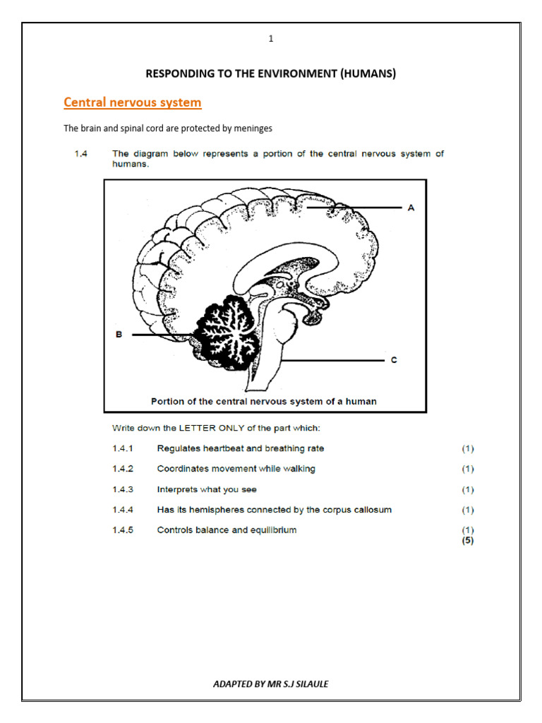 Human Response Activities | PDF | Central Nervous System | Human Anatomy