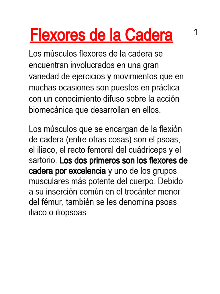 Anatomía de los Flexores de Cadera | PDF | Sistema musculoesquelético ...