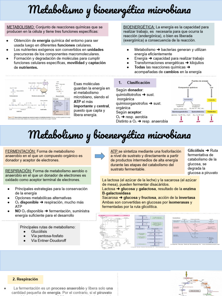 Metabolismo | PDF | Respiración celular | Metabolismo