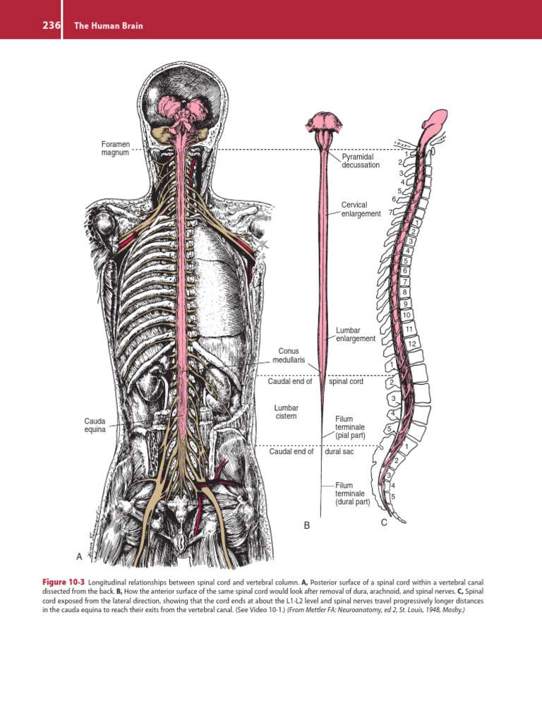 nolte-s-the-human-brain-an-introduction-to-its-functional-anatomy