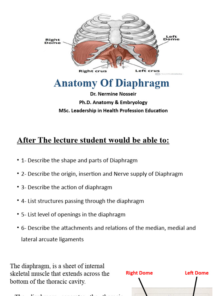 Anatomy of Diaphragm | PDF | Anatomy | Thorax (Human Anatomy)