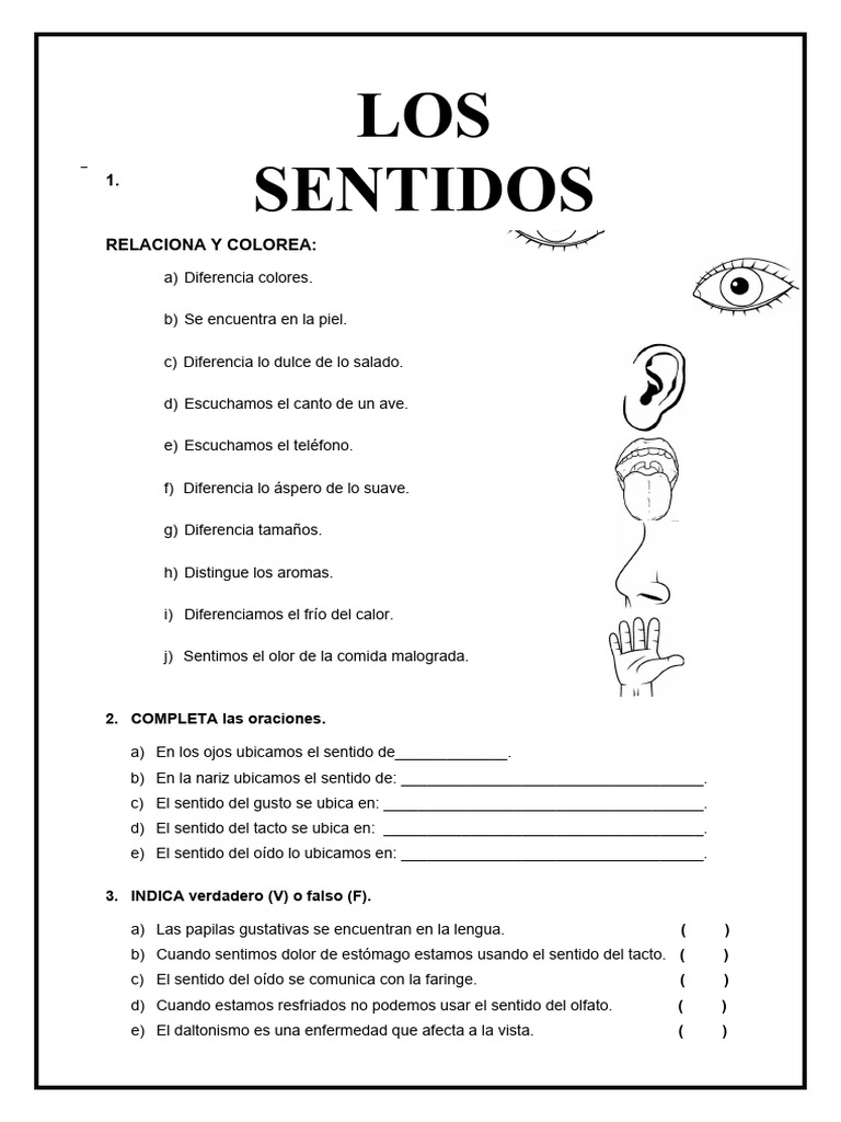 Fichas Los Sentidos | PDF | Gusto | Anatomía humana