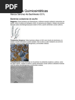 QUIMIOTROFOS | PDF | Sustancias químicas | Biología