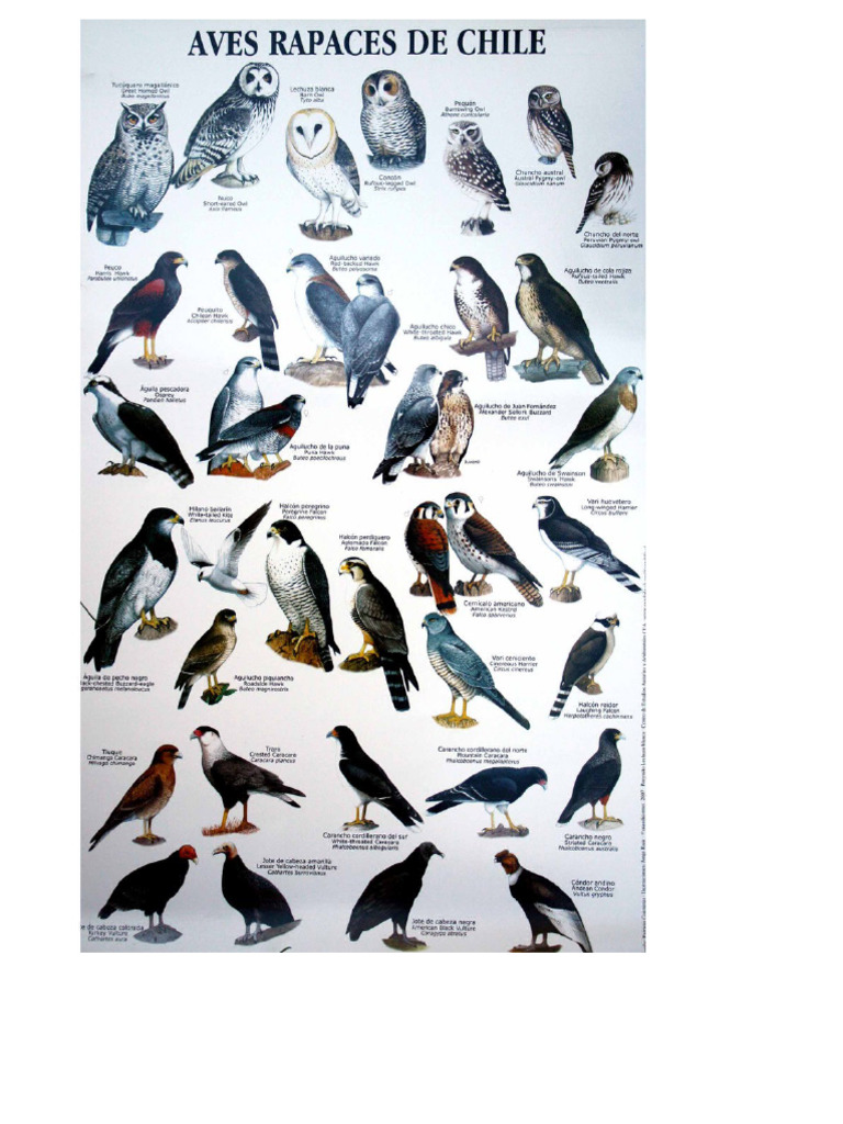 Avez Rapaces | PDF