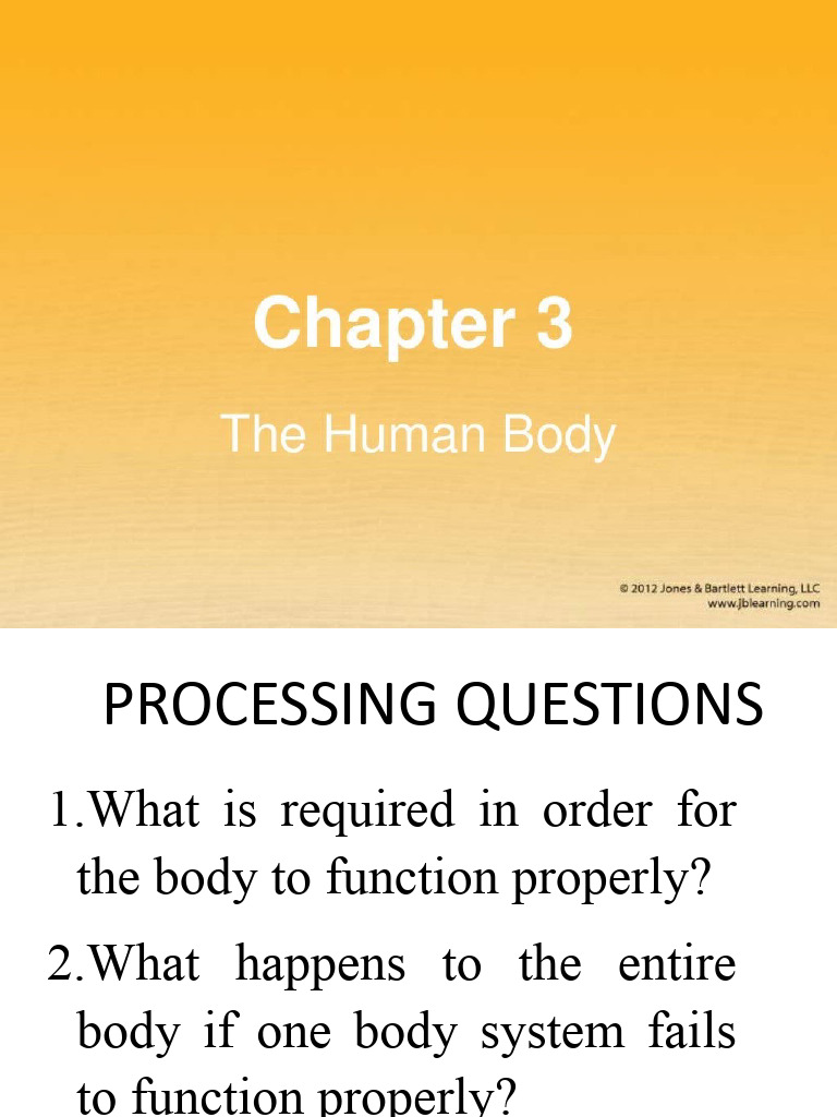 Lesson 2 the Human Body | PDF | Lung | Aorta