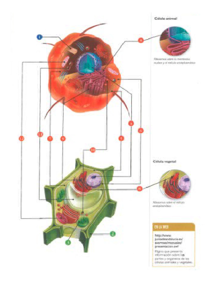 Doc2 Cta 2 Grado | PDF