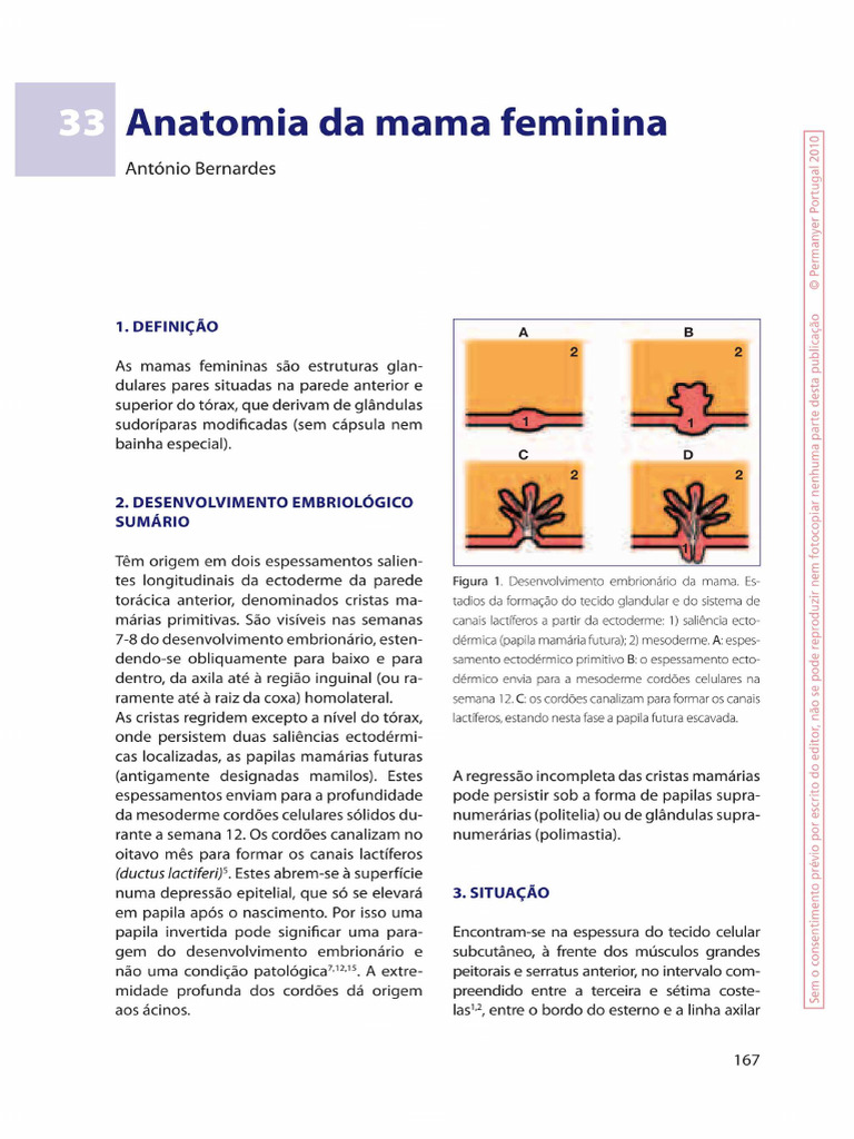Anatomia Da Mama | PDF