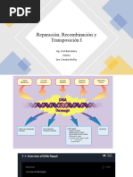 Mecanismos de Reparación de Daños en La Molécula de Adn | PDF | Reparación de adn | Adn