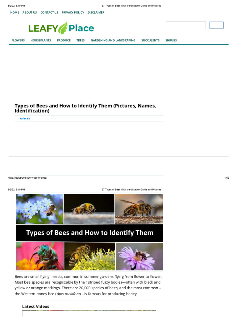 37 Types of Bees With Identification Guide and Pictures | PDF | Honey ...