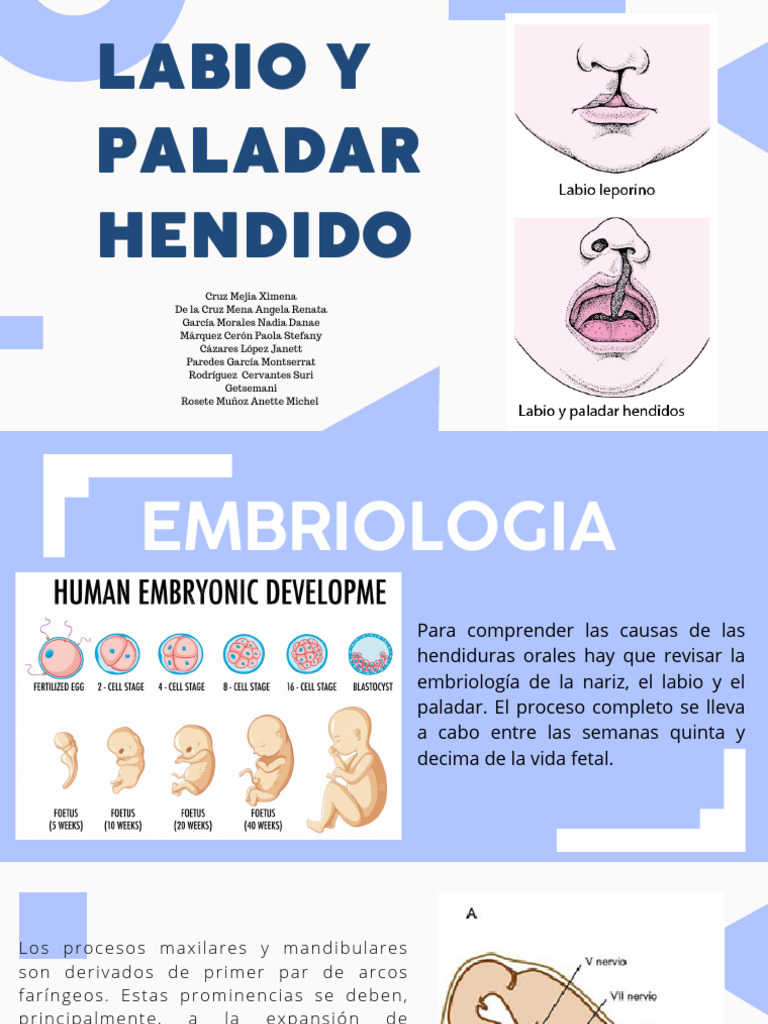 Embriología del labio y paladar hendido | PDF | Odontología | Anatomía