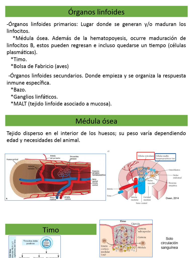 Órganos Linfoides: Funciones y Tipos | PDF | Sistema linfático ...
