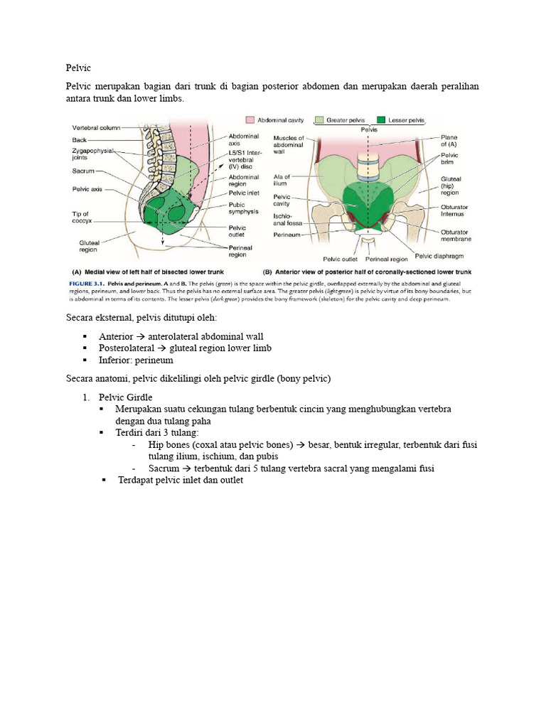 Anatomy Pelvic | PDF
