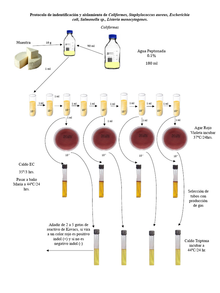 Coliformes | Descargar gratis PDF | Organismos | Bacterias Gram Positivas