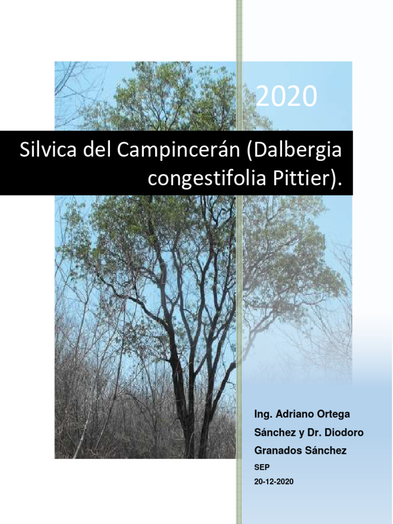 0000 Silvica de Campinceran | PDF | Arboles | Raíz