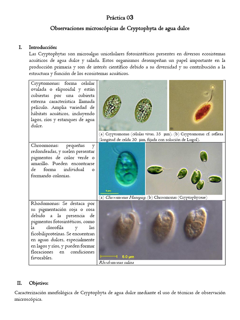 Observación de Cryptophyta Dulceacuícolas | PDF | Biología Celular ...