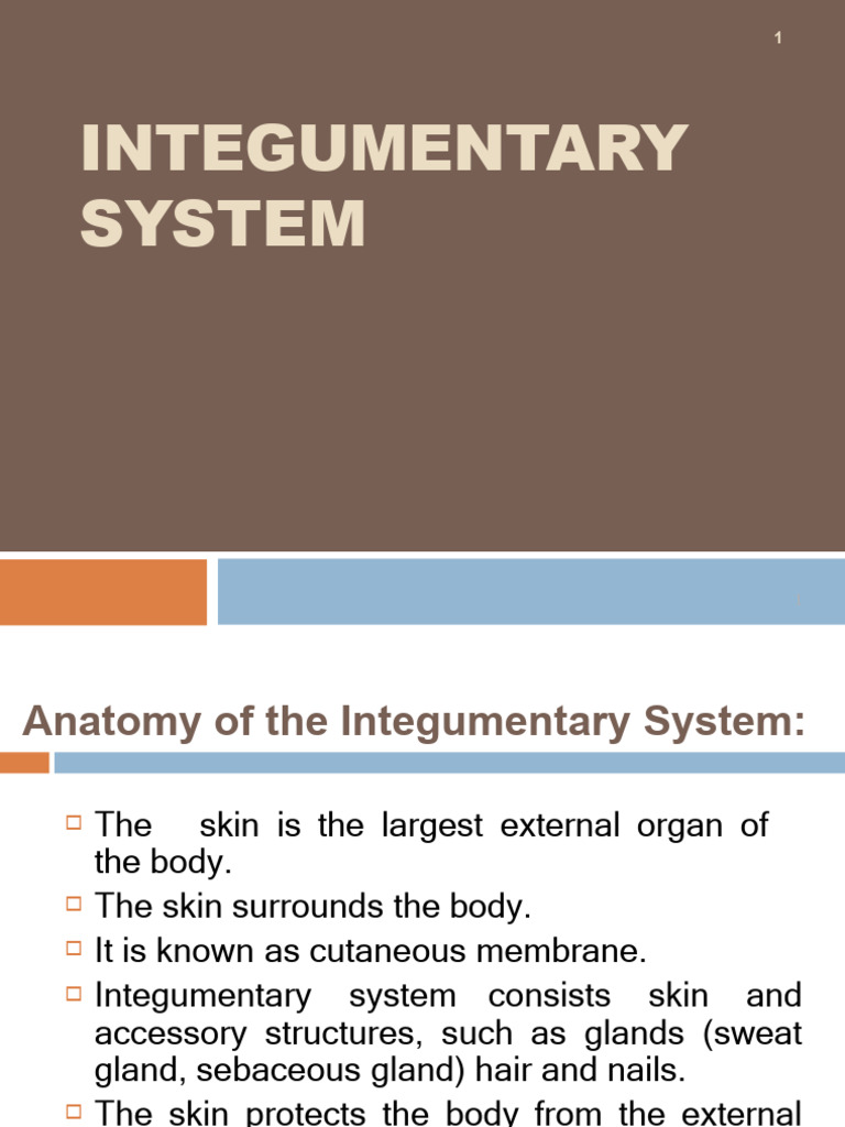 Intro To Integumentary System | PDF | Skin | Integumentary System