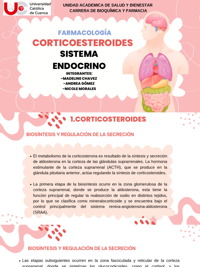 Clasificación y Función de Glucocorticoides | PDF | Corticosteroides ...