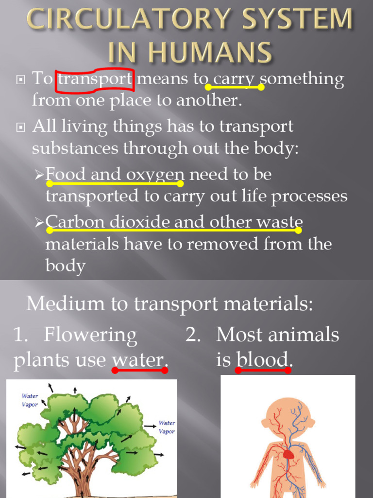 Understanding Human Circulatory System | PDF | Blood Vessel | Heart