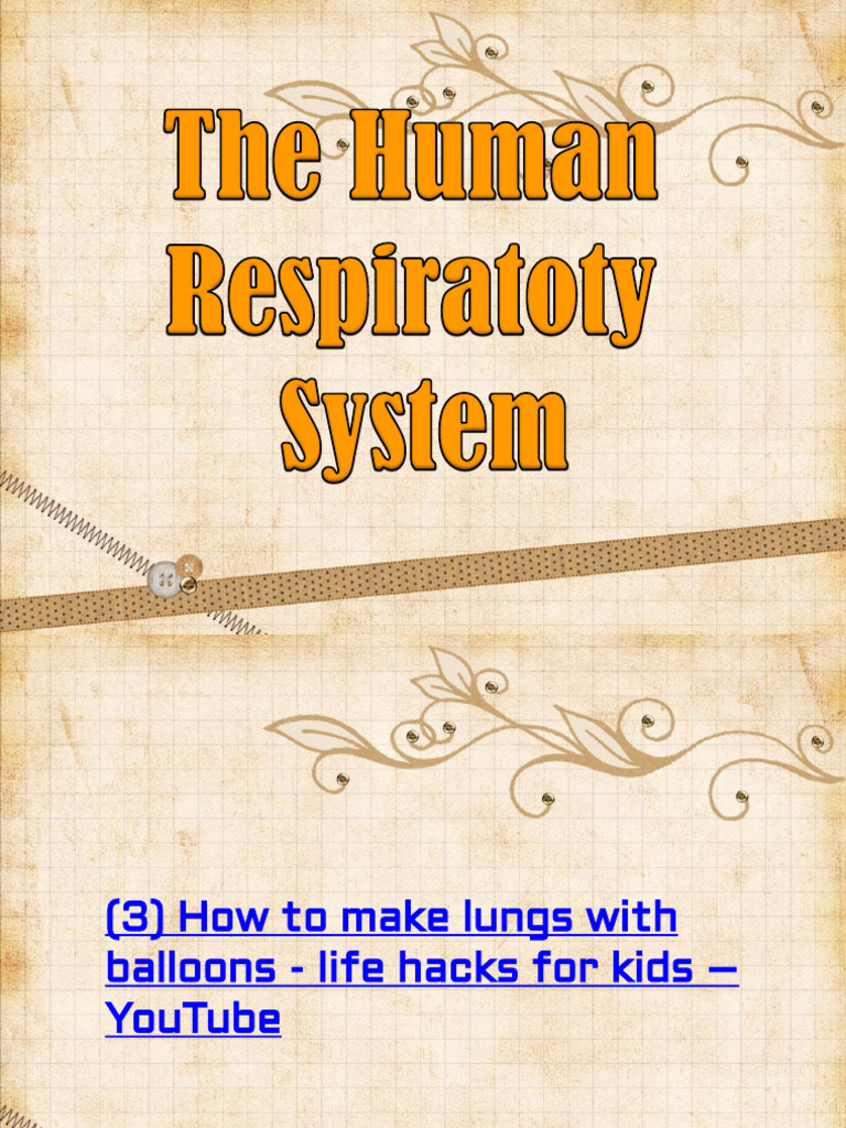 Human Respiratory System | PDF | Breathing | Respiratory System