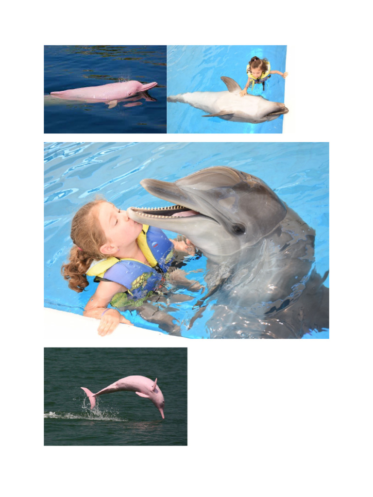 Cele Mai Uimitoare 10 Curiozități Despre Delfini | PDF