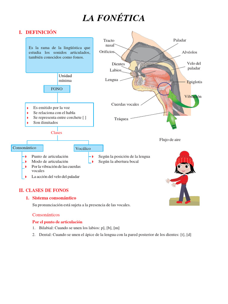 Anatomía del Aparato Fonador | PDF | Fonética | Voz humana