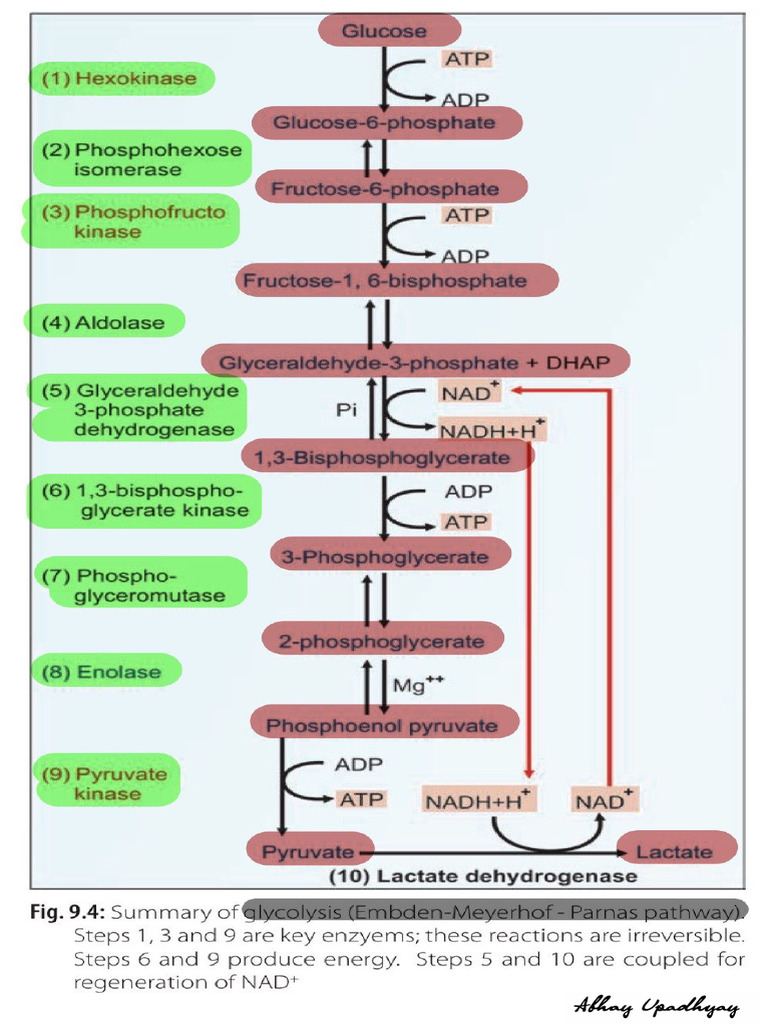 biochem cycles | PDF