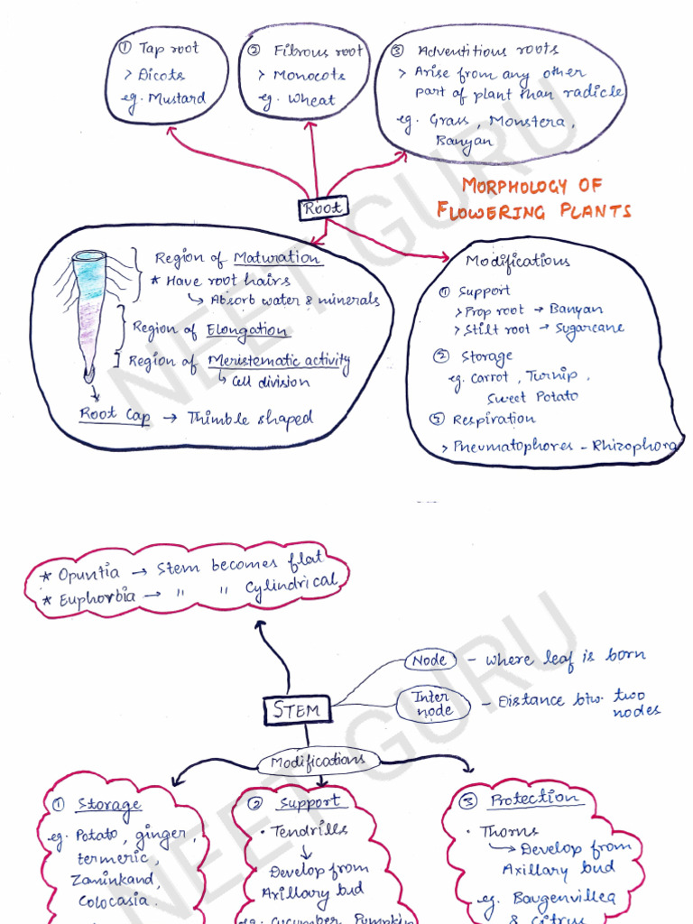 Morphology of Flowering Plants Mind Map | PDF | Petal | Branches Of Botany