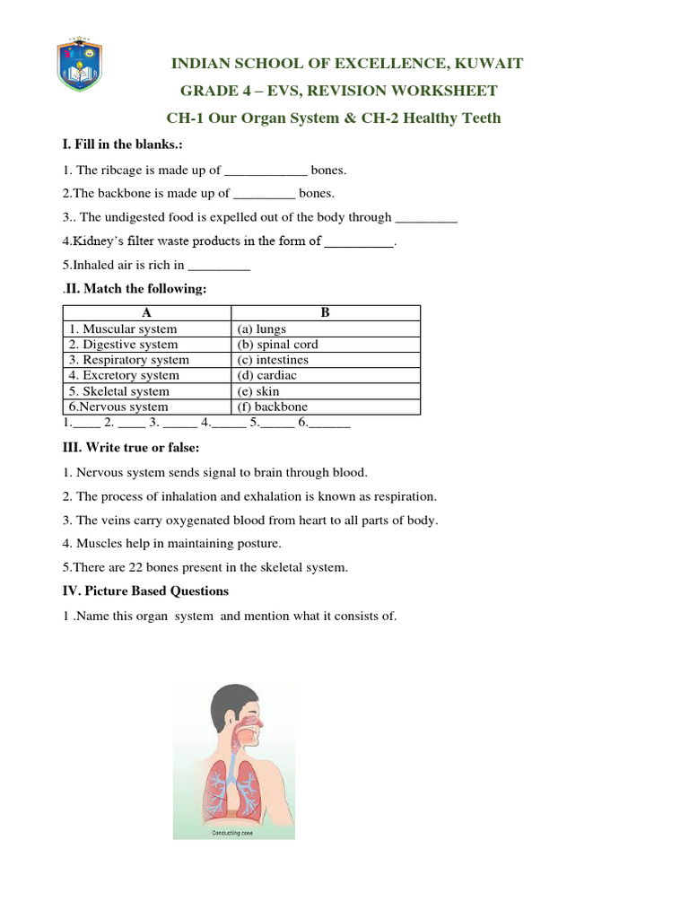 Grade 4 EVS Revision: Organ Systems & Teeth | PDF | Human Tooth | Tooth
