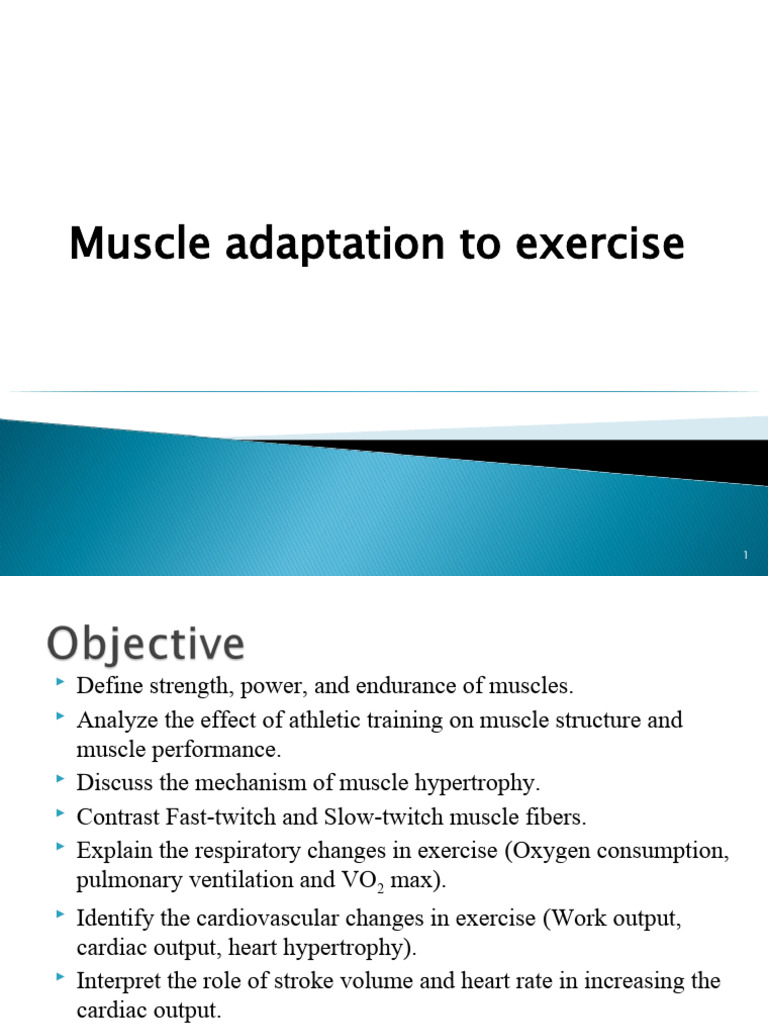 Muscle Adaptation to Exercise Explained | PDF | Skeletal Muscle | Heart
