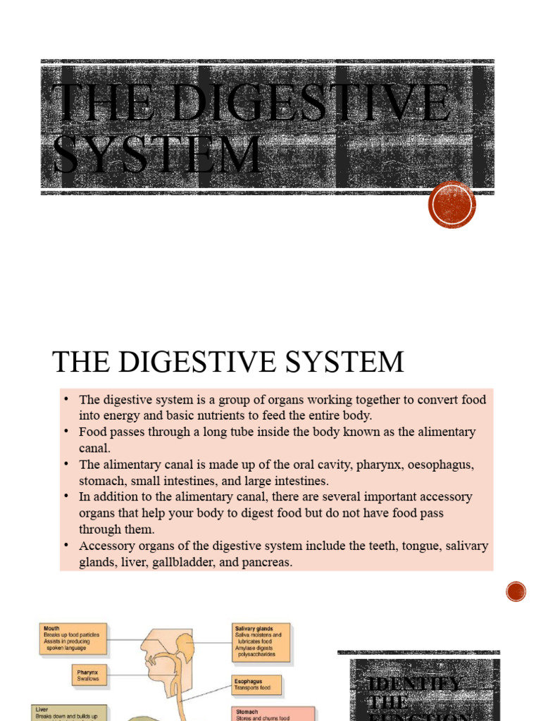 The Digestive SysTem | Download Free PDF | Digestion | Human Digestive ...