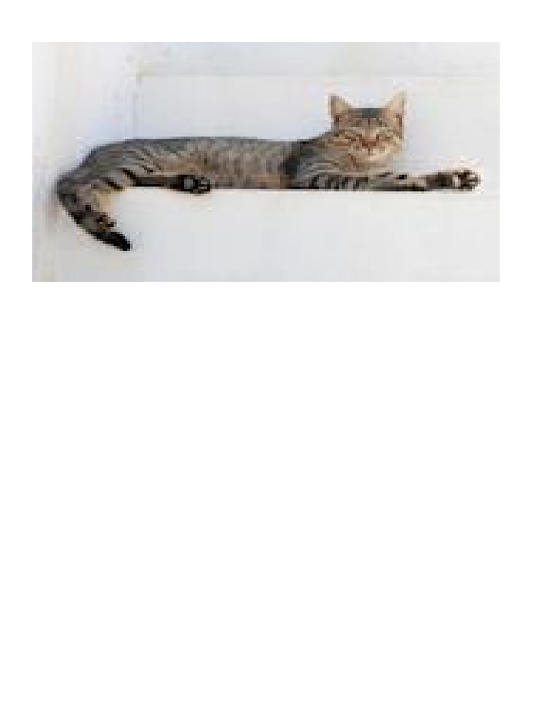 cat | PDF