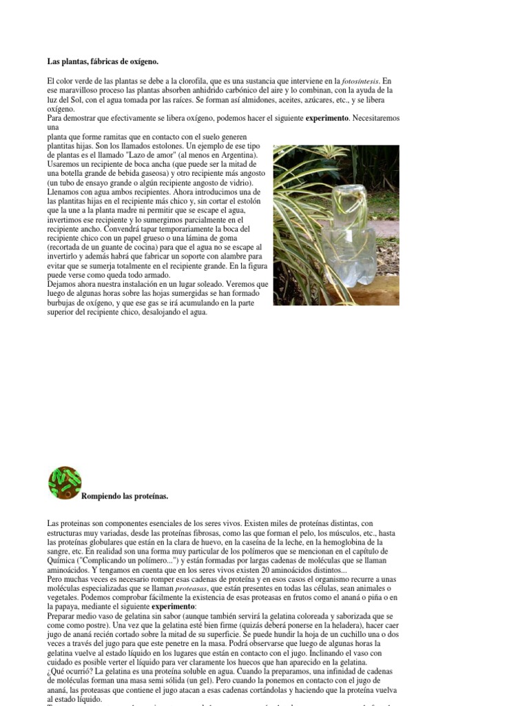 Experimentos Biologia | PDF | Levadura | Proteínas